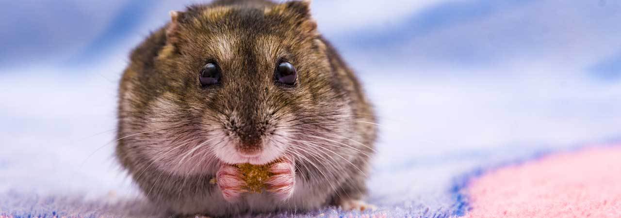5 Best Rat Foods - Jan. 2026 - BestReviews