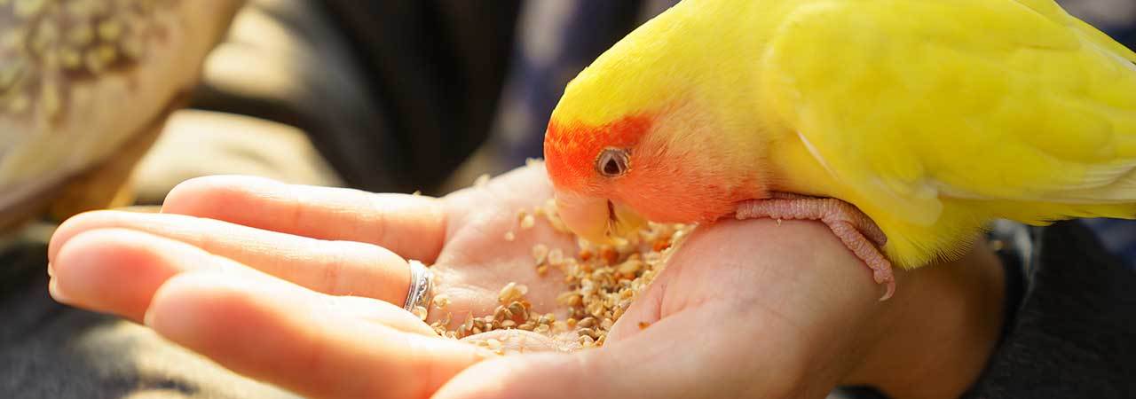5 Best Parakeet Foods - Dec. 2025 - BestReviews