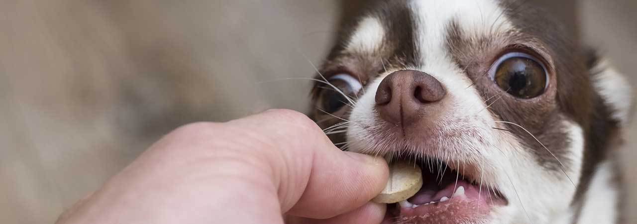 5 Best Dog Laxatives - Dec. 2025 - BestReviews