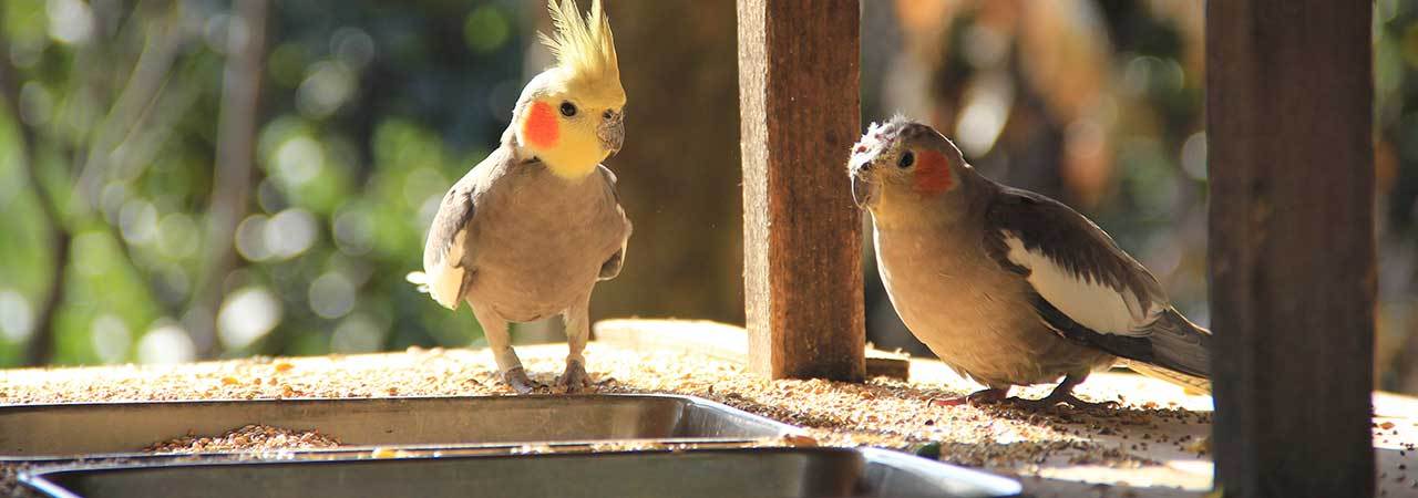 5 Best Cockatiel & Cockatoo Foods - Nov. 2025 - BestReviews