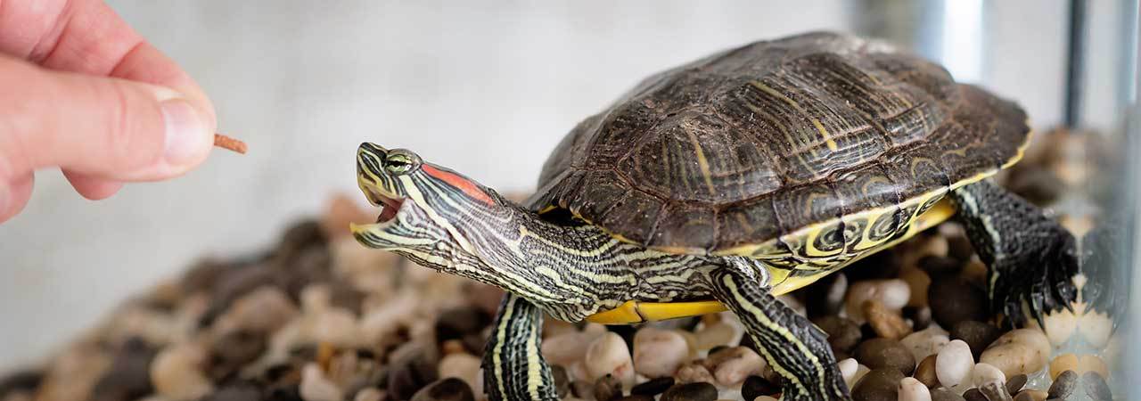 5 Best Turtle Food & Treats - Oct. 2025 - BestReviews