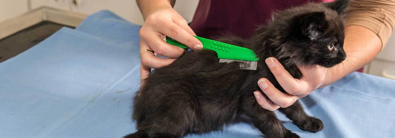 5 Best Flea Combs - Nov. 2025 - BestReviews