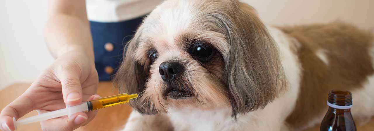 5 Best Pet Insulin & Diabetes Medications - Dec. 2025 - BestReviews