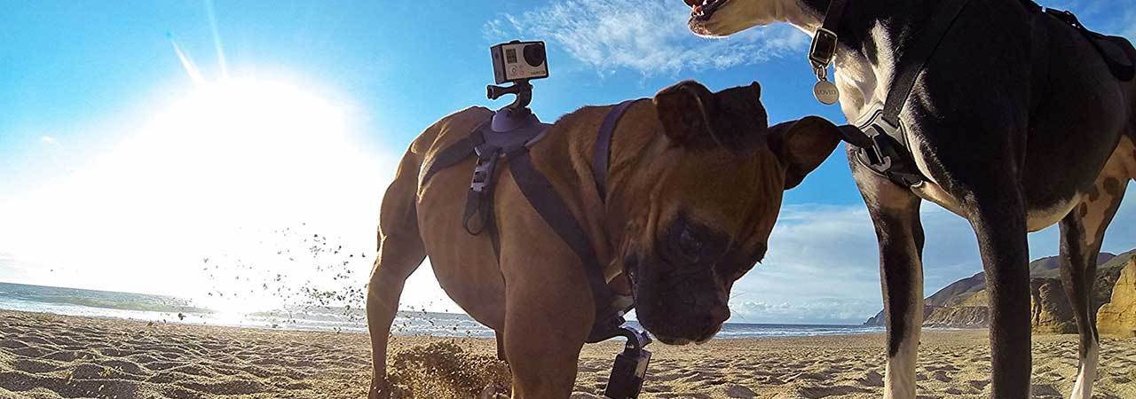 5 Best Dog Camera Mounts - June 2026 - BestReviews