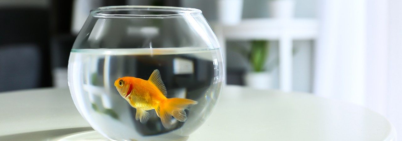 5 Best Fish Bowls - Oct. 2025 - BestReviews