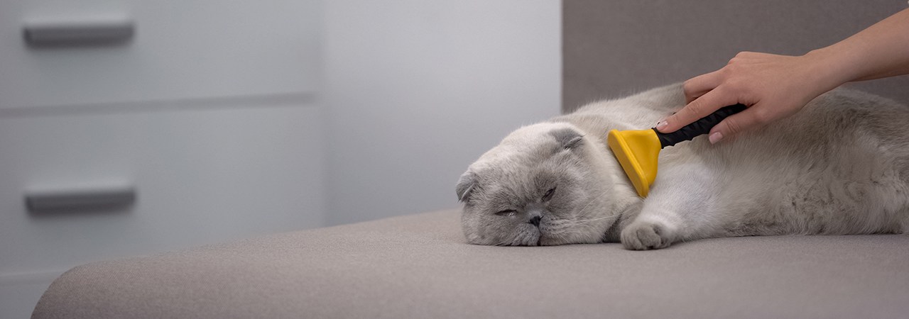 5 Best Shedding Tools for Cats - Nov. 2025 - BestReviews