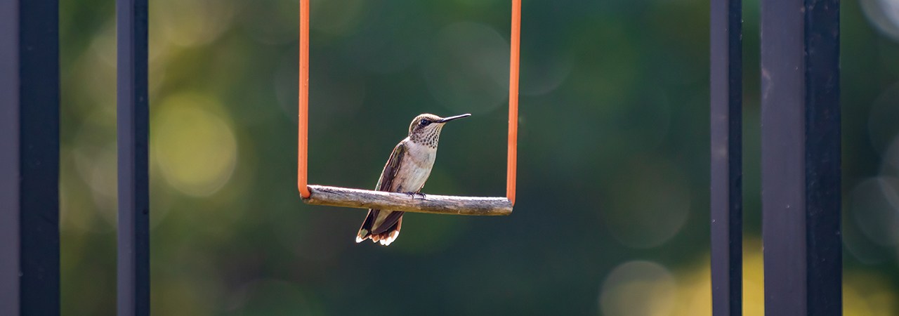 5 Best Bird Swings - May 2026 - BestReviews