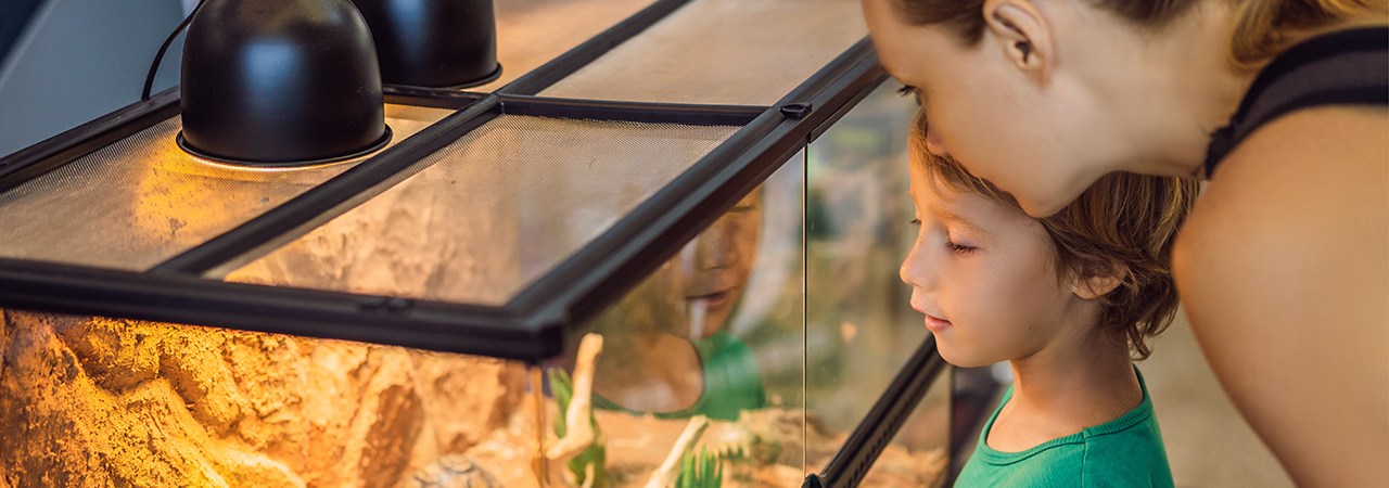 5 Best Reptile and Amphibian Terrarium Covers - Dec. 2025 - BestReviews