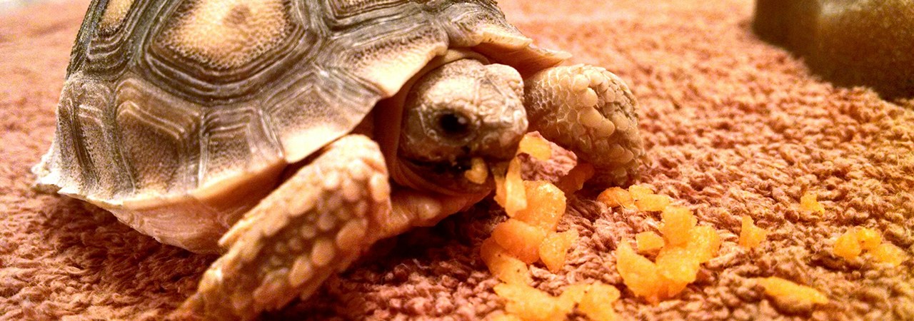 5 Best Reptile and Amphibian Foods - June 2026 - BestReviews