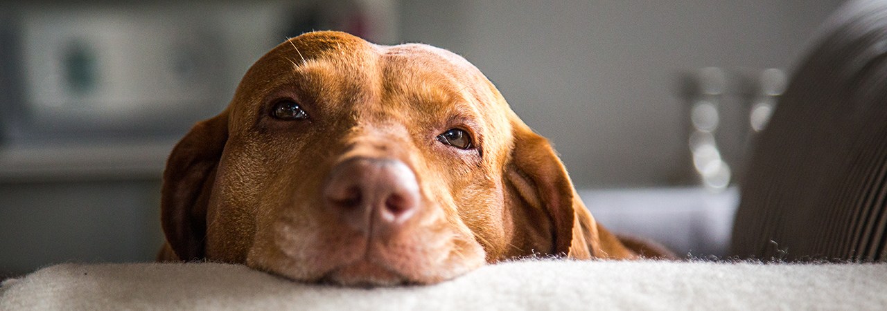 5 Best Relaxants for Dogs - May 2026 - BestReviews