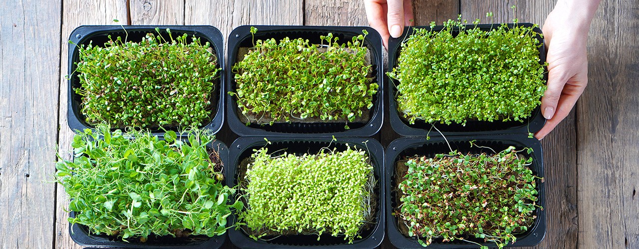 5 Best Microgreen Growing Trays