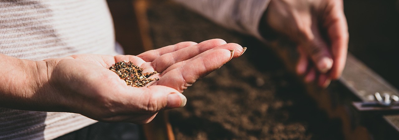 5 Best Wildflower Seeds