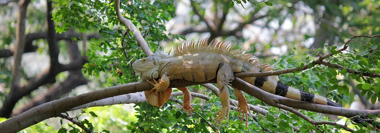 5 Best Lizard Foods - Dec. 2025 - BestReviews