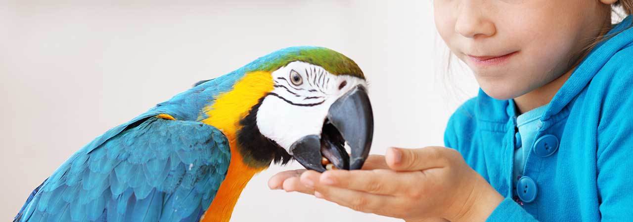 5 Best Parrot & Hookbill Foods - Jan. 2026 - BestReviews