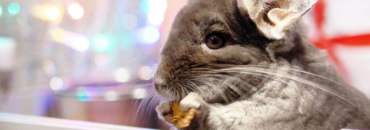 5 Best Chinchilla & Degu Foods - Oct. 2025 - BestReviews