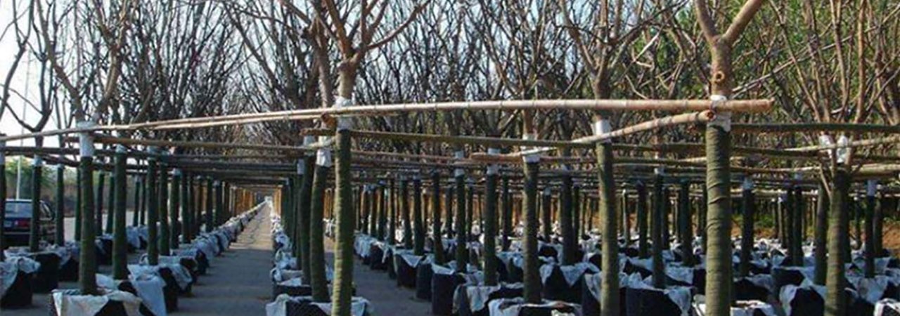 5 Best Tree Wraps - Dec. 2025 - BestReviews