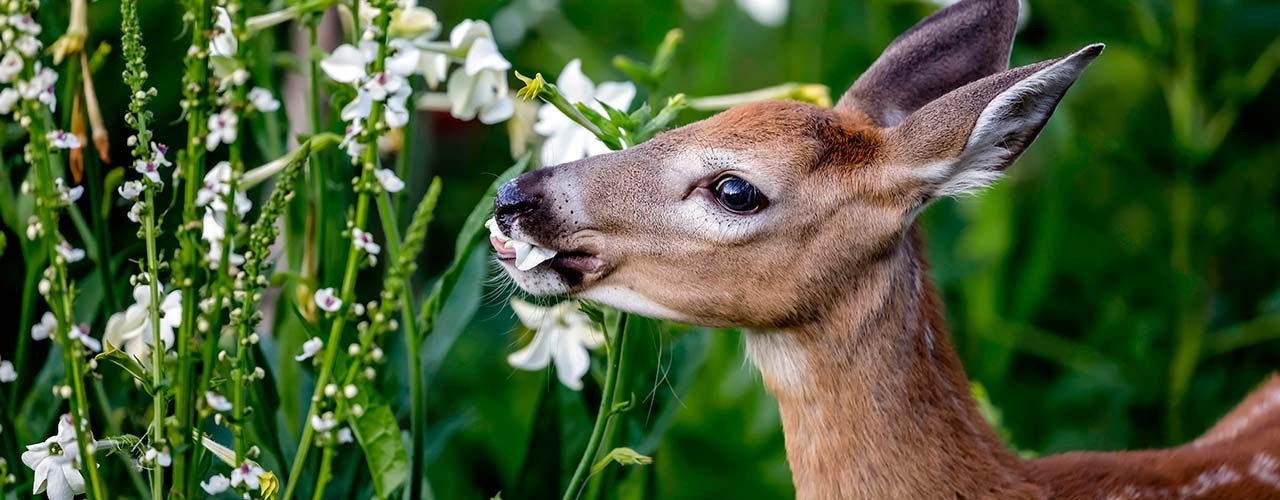 4 Best Deer Out Repellents