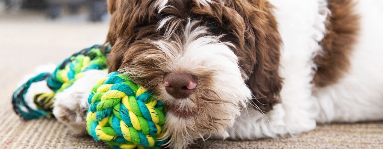 3 Best Embark DNA Kits for Dogs