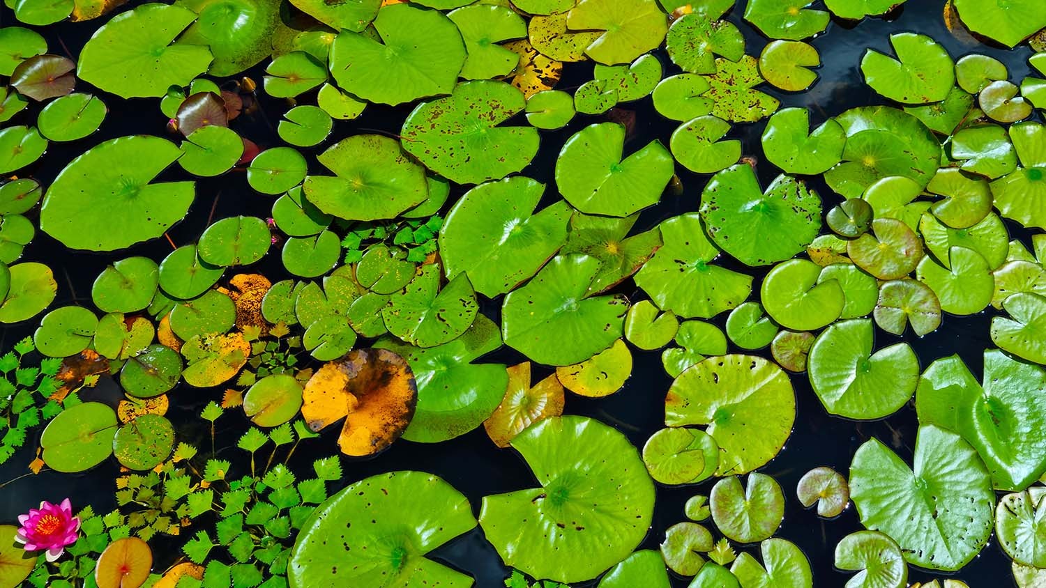 Best Way to Kill Lily Pads