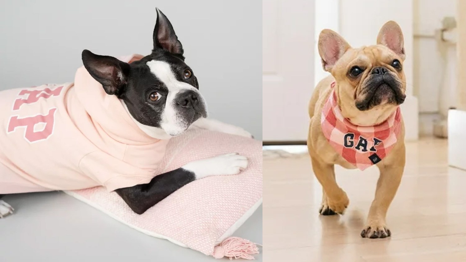 Walmart’s new Gap Pet line is as affordable as it is adorable