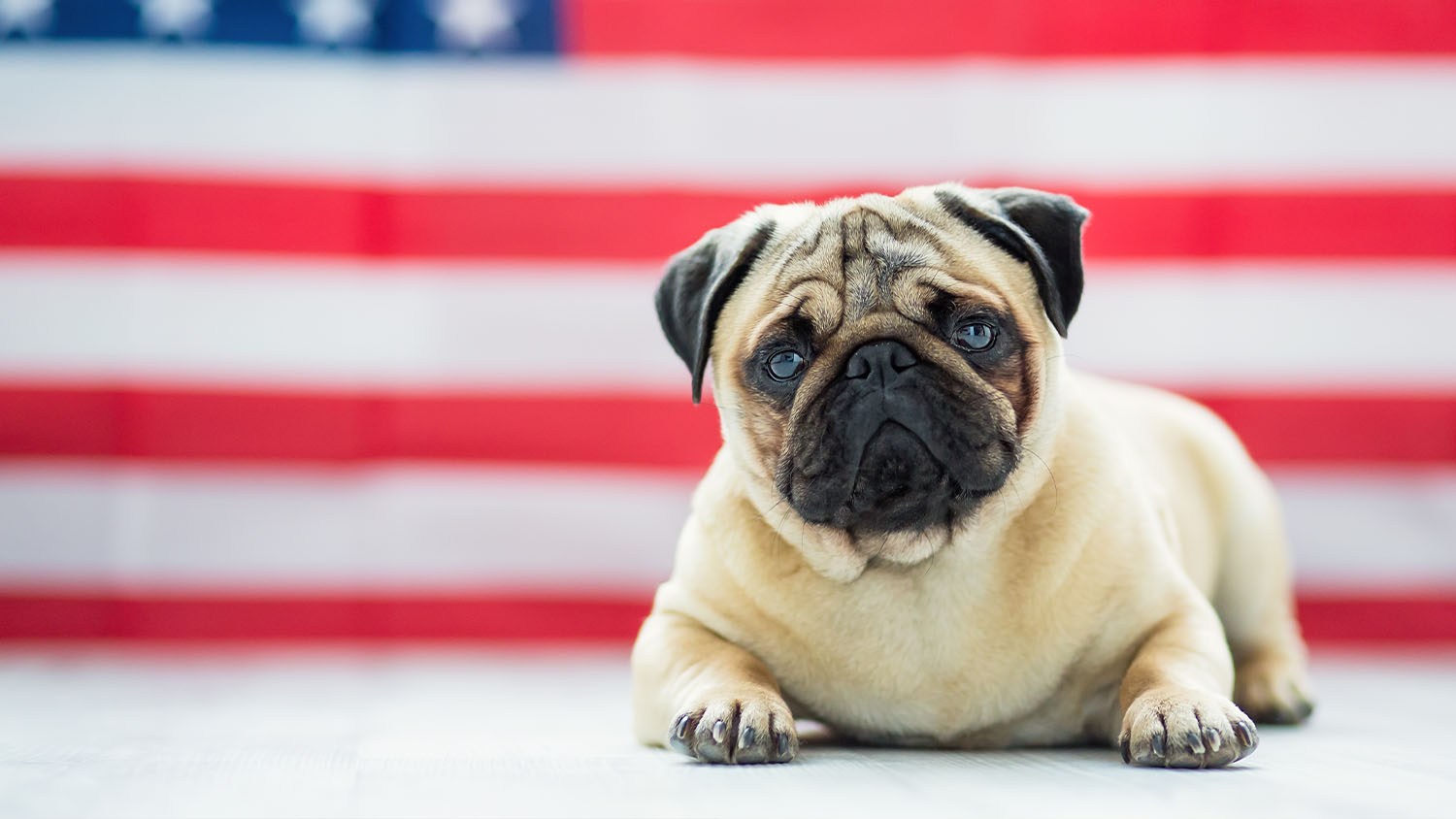 Best calming supplements for dogs who hate fireworks