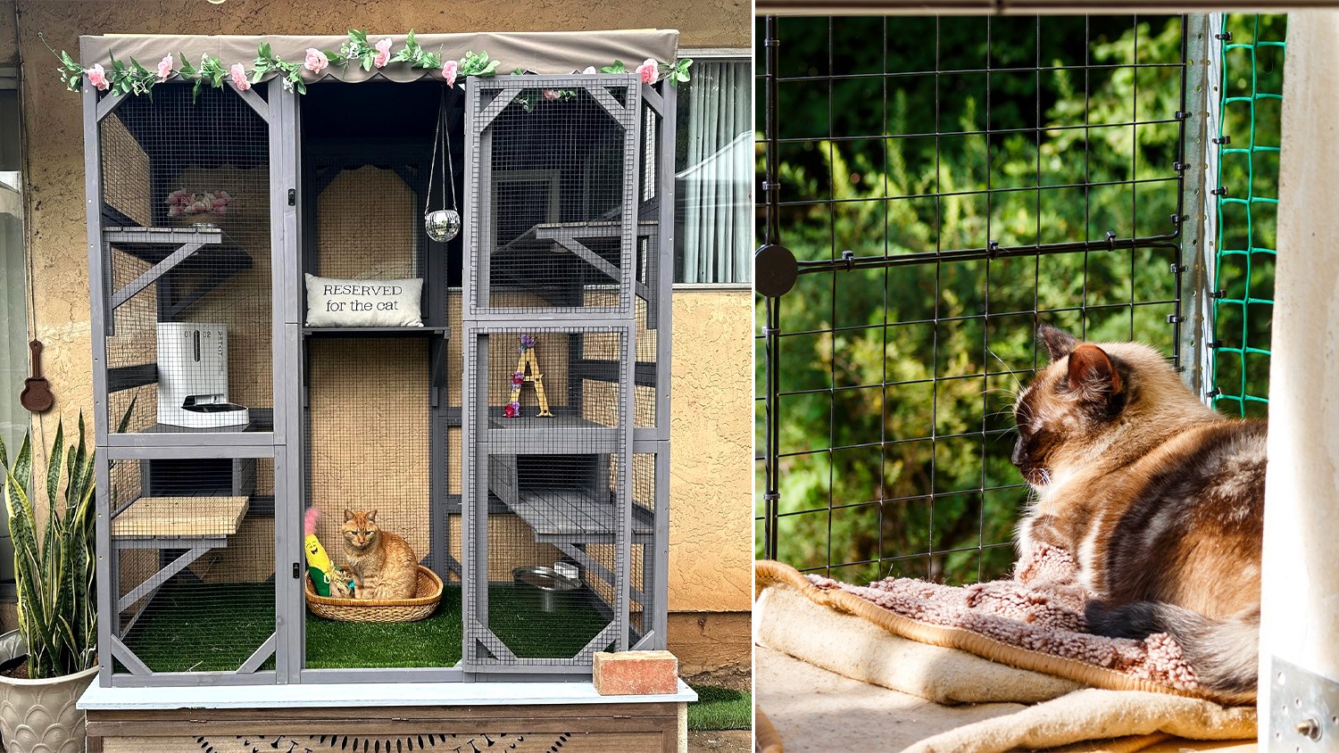 Catios are trending — here’s how to give your feline friend an outdoor ...