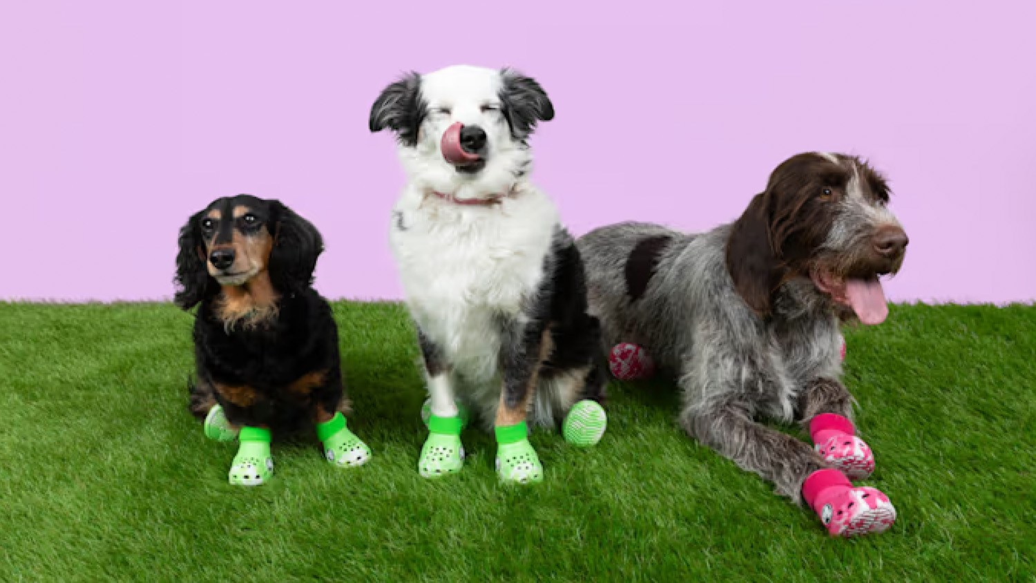 Crocs releases a line of Crocs for dogs for ‘Croctober’