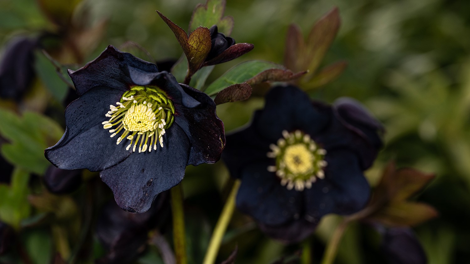 Goth gardens are trending — here’s how to plant your own