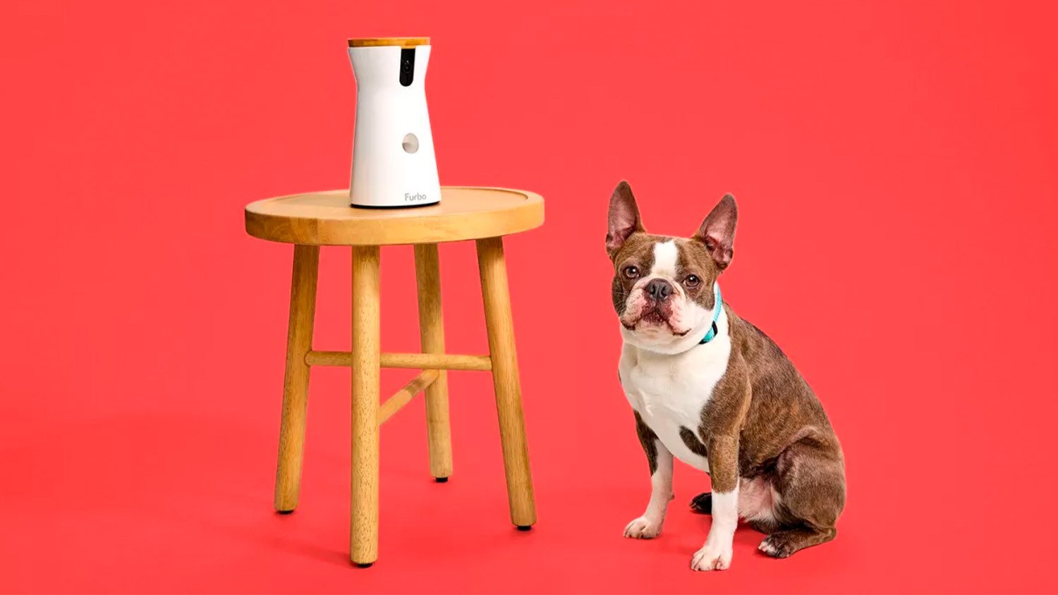 The biggest deals of Amazon Pet Day