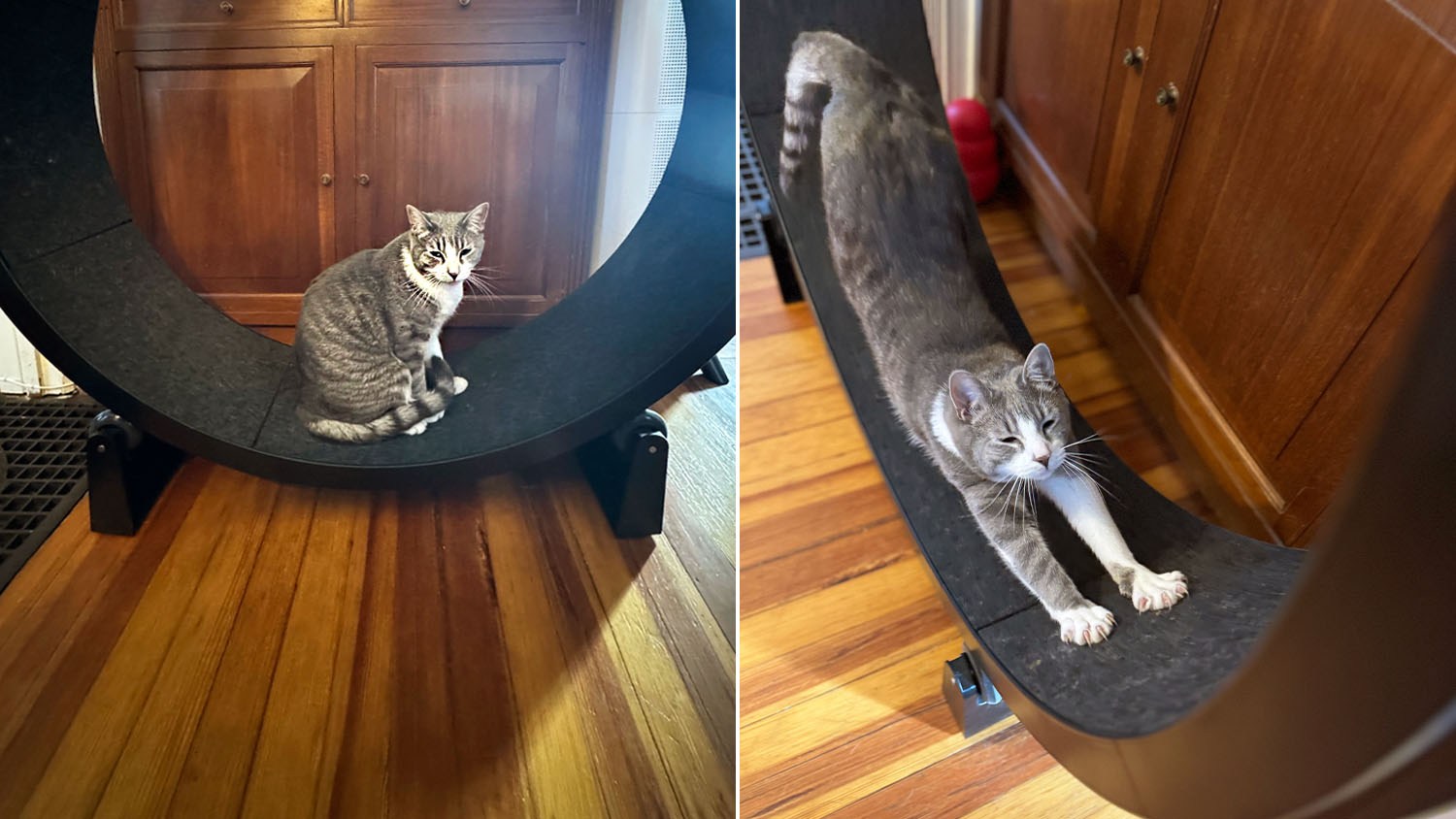 Is a cat exercise wheel worth buying?