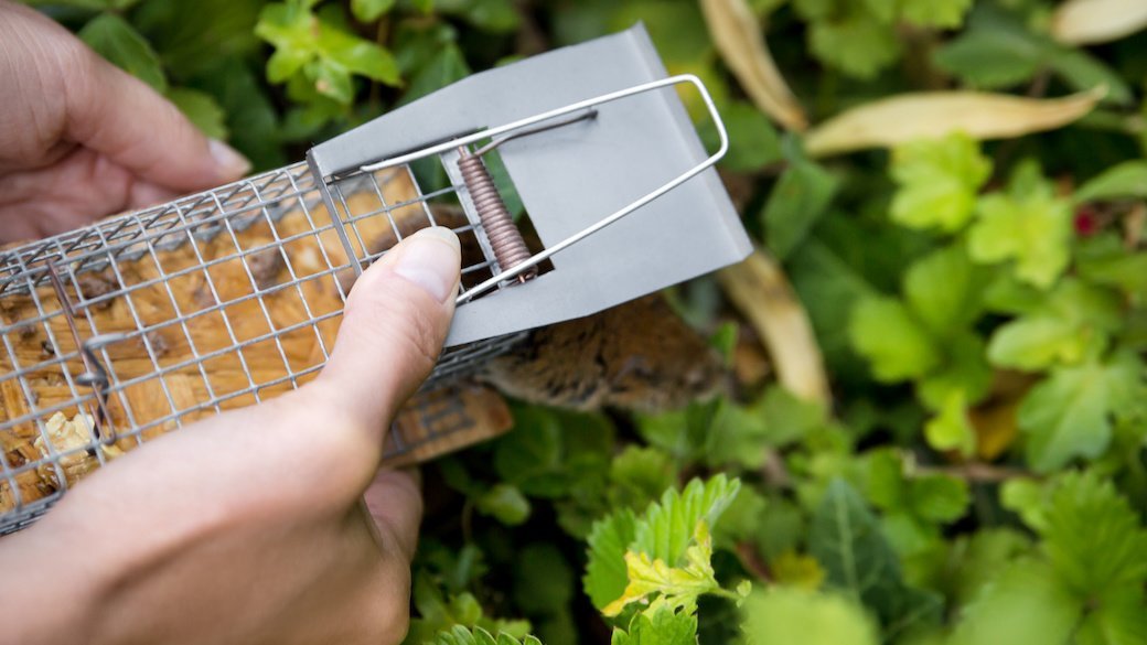 5 Best Animal Traps - Aug. 2021 - BestReviews