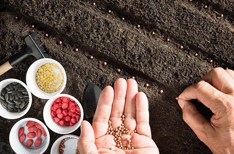 Best vegetable seeds to plant in spring