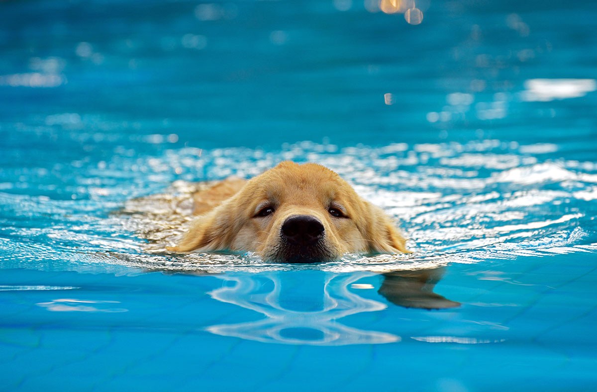 Products that help scared pups learn to love water