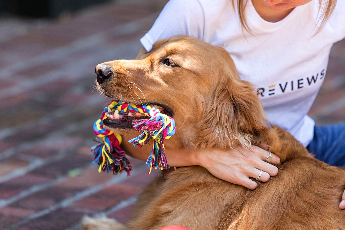 The best indestructible dog toys for aggressive chewers