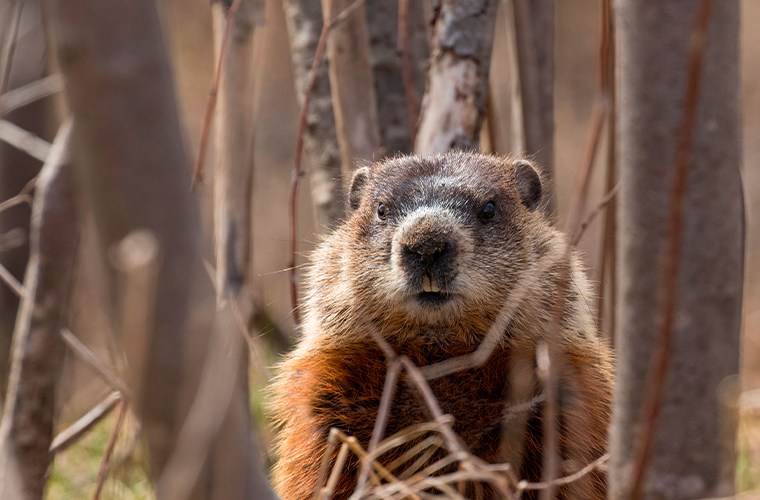 With Groundhog Day around the corner, here are 20 springtime items you ...