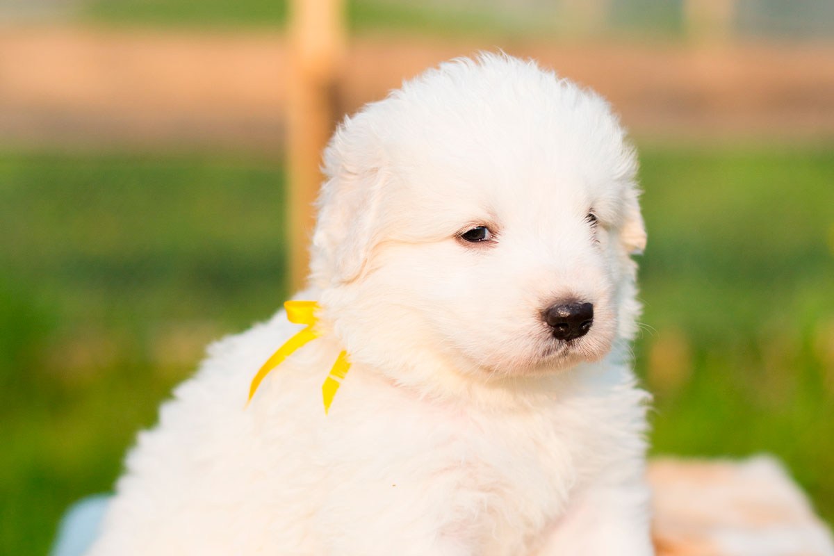 When you see a yellow ribbon on a dog's collar, this is what it means