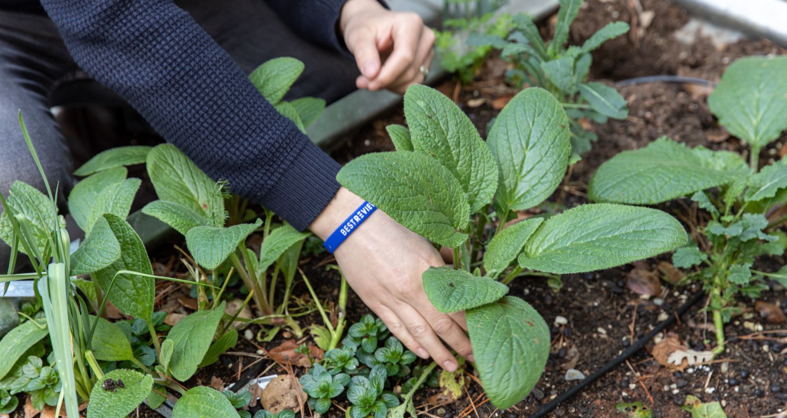 Easy ways to transition your garden from summer to fall