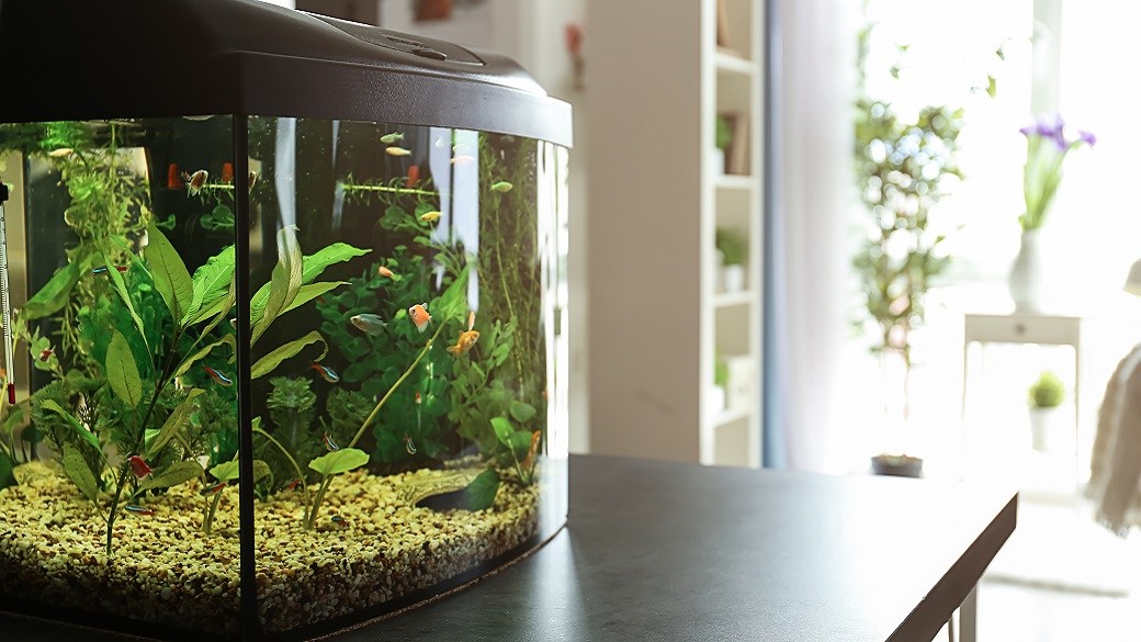 Best corner fish tank