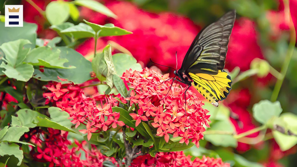 Best butterfly field guide