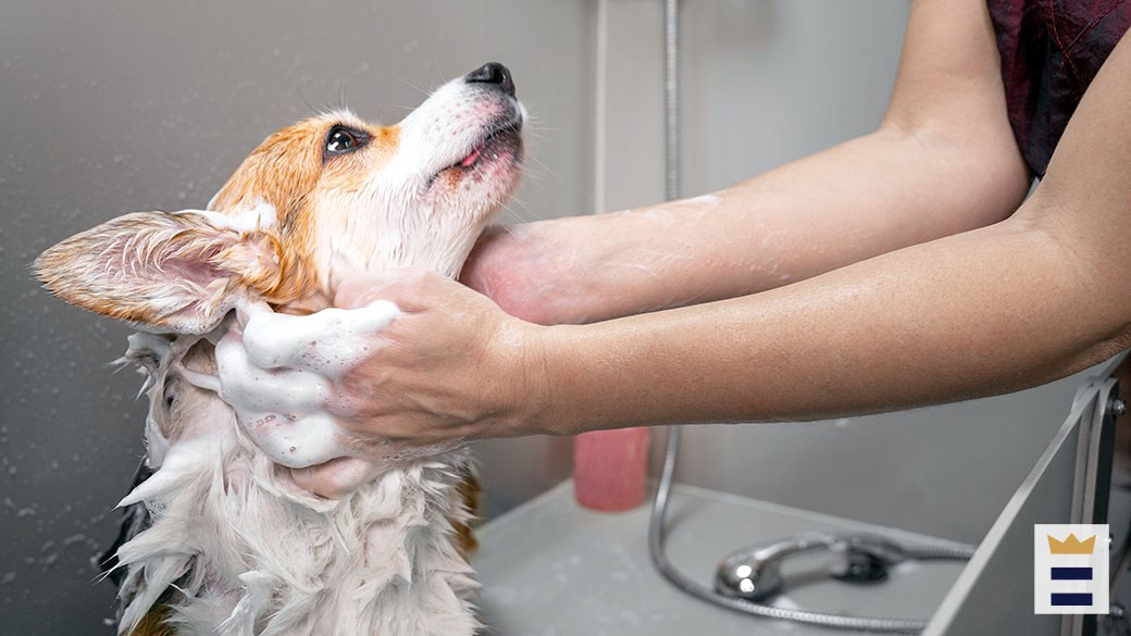 Best dog shampoo plus conditioner