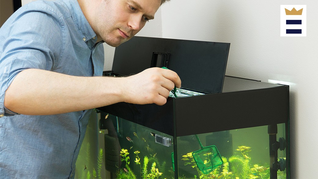 Best saltwater fish tank
