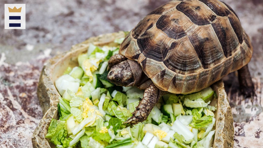 Best reptile and amphibian bowl
