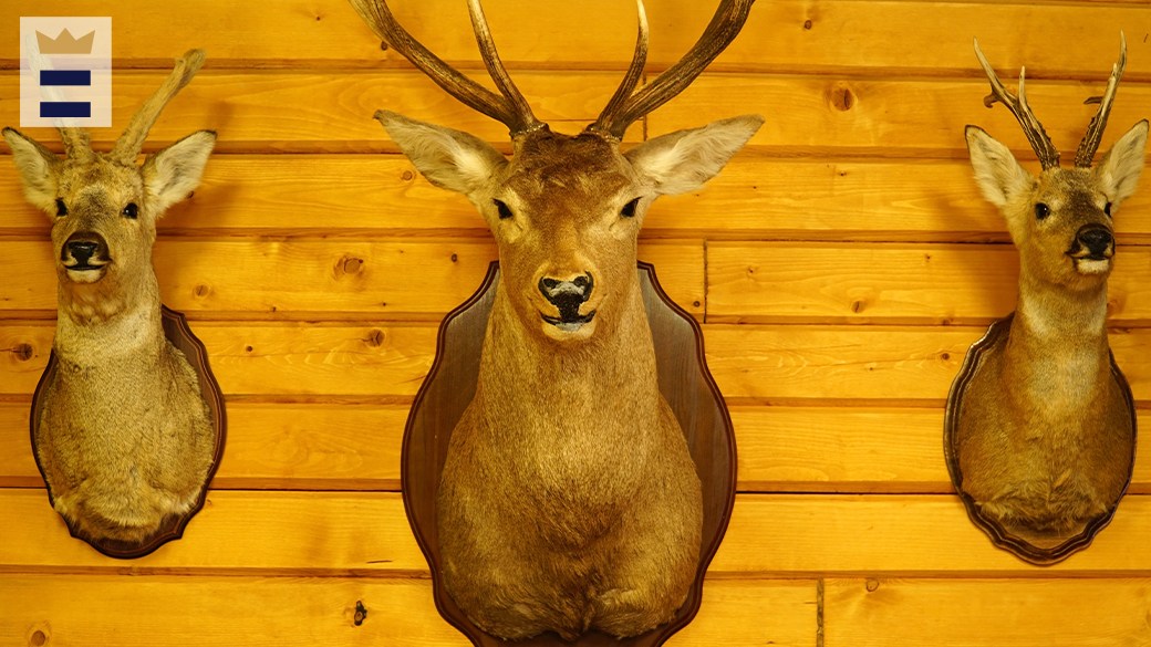 Best deer mount