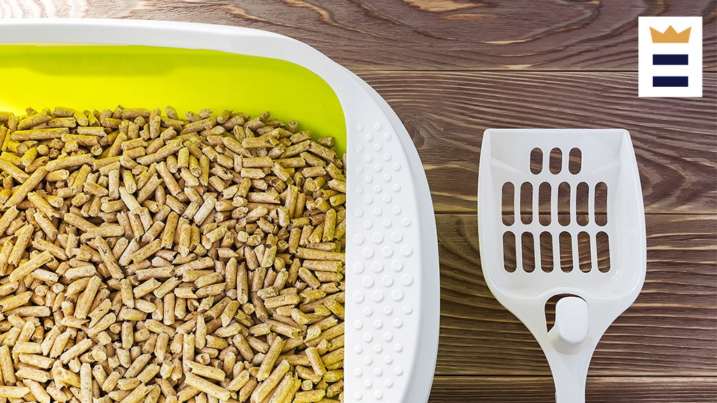 Best Petsmart cat litter