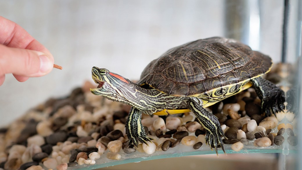 Best reptile and amphibian food